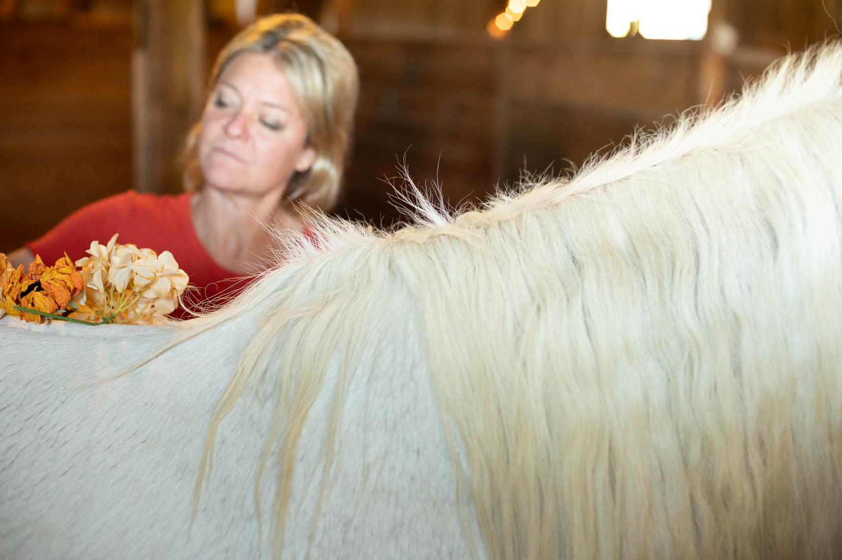 Horses as Healers - Seahorse Healing